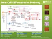 Request Catalogs and Posters from Novus: Novus Biologicals
