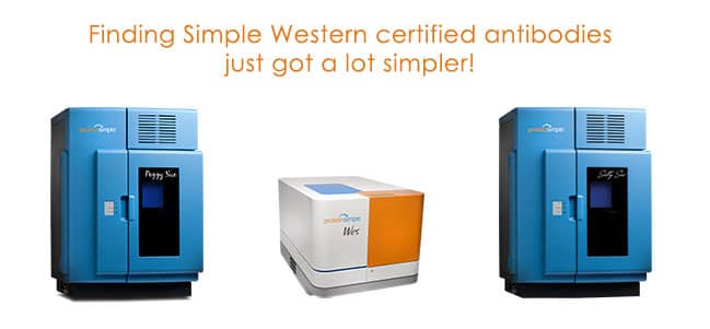 ProteinSimple Antibodies - Simple Western Certified: Novus Biologicals