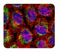 Mitochondrial Markers: Novus Biologicals