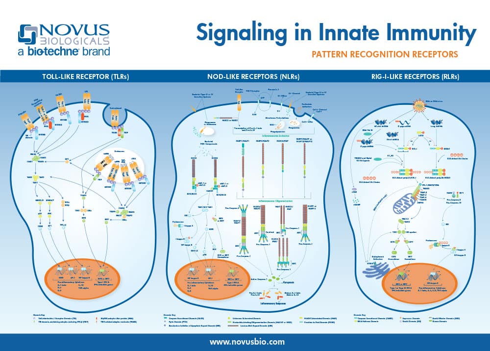 Signaling in Innate Immunity Poster Thank You