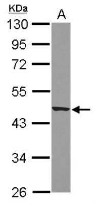 APJ/Apelin receptor Antibody (NBP1-30869): Novus Biologicals