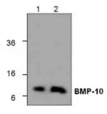 BMP-10 Antibody (NBP1-50679): Novus Biologicals