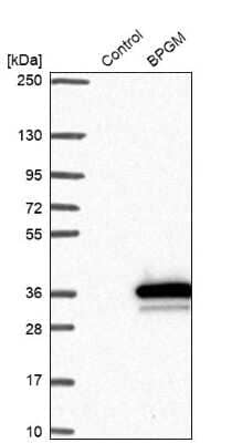 BPGM Antibody - BSA Free (NBP1-86377): Novus Biologicals