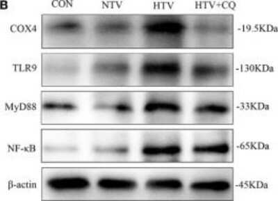 COX4 Antibody - BSA Free (NB110-39115): Novus Biologicals