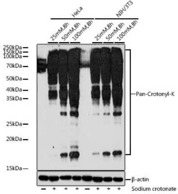 Crotonyl-Lysine Antibody - BSA Free (NBP3-16031): Novus Biologicals