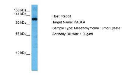 DAGLA Antibody - BSA Free (NBP2-84760): Novus Biologicals