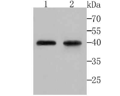 DDIT4 Antibody (NBP2-80416): Novus Biologicals