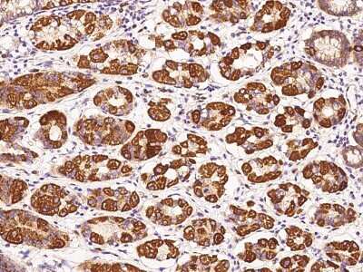 FAM129B Antibody (NBP2-97535): Novus Biologicals