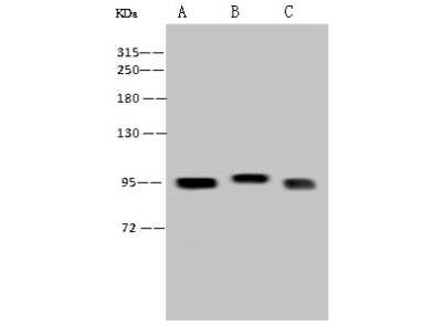 FAM129B Antibody (NBP2-97535): Novus Biologicals