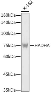 HADHA Antibody - BSA Free (NBP3-03743): Novus Biologicals