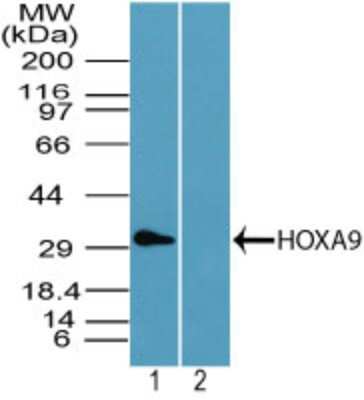 HOXA9 Antibody (NBP2-24633): Novus Biologicals