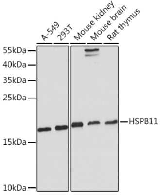 HspB11 Antibody - Azide and BSA Free (NBP2-94113): Novus Biologicals