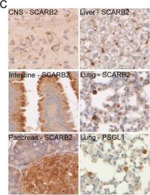 LIMPII/SR-B2 Antibody - BSA Free (NB400-129): Novus Biologicals