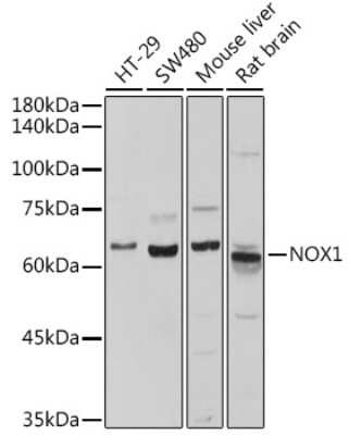 NOX1 Antibody - BSA Free (NBP2-94752): Novus Biologicals