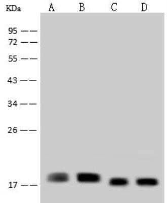 RPS14 Antibody (NBP2-97623): Novus Biologicals