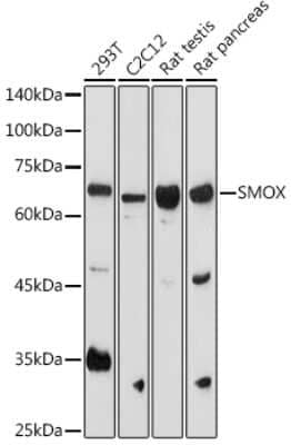 SMOX Antibody - Azide and BSA Free (NBP3-04509): Novus Biologicals