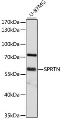 SPRTN Antibody - Azide and BSA Free (NBP2-94506): Novus Biologicals