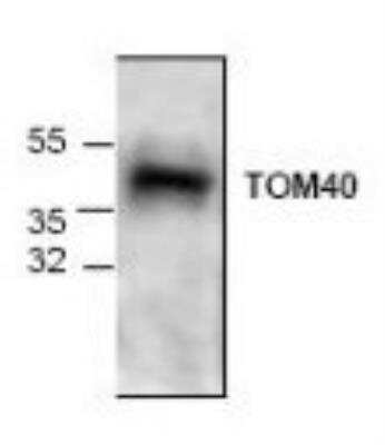 TOMM40 Antibody (NBP1-45908): Novus Biologicals