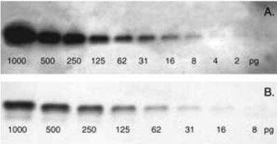VECTASTAIN(R) ABC-AMP Reagent (AK-6000-NB): Novus Biologicals