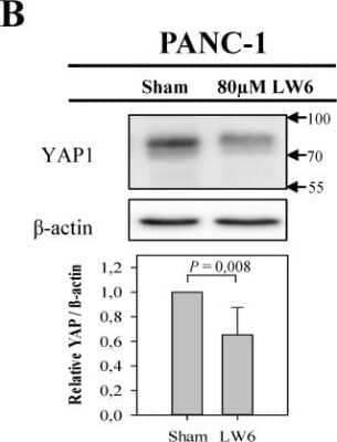 YAP1 Antibody - BSA Free (NB110-58358): Novus Biologicals