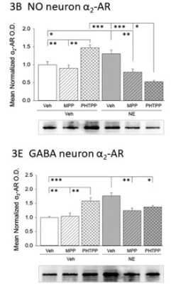 alpha-2A Adrenergic R/ADRA2A Antibodies: Novus Biologicals