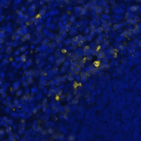 CD11b Antibodies: Novus Biologicals