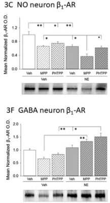 beta-1 Adrenergic R/ADRB1 Antibody (NB600-978): Novus Biologicals