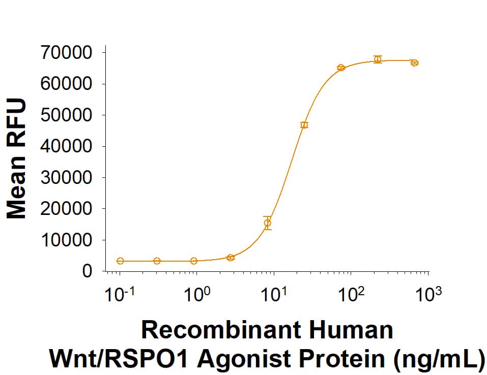 Recombinant Human Wnt/RSPO1 Agonist Protein, CF (BT-WRSP1): Novus ...