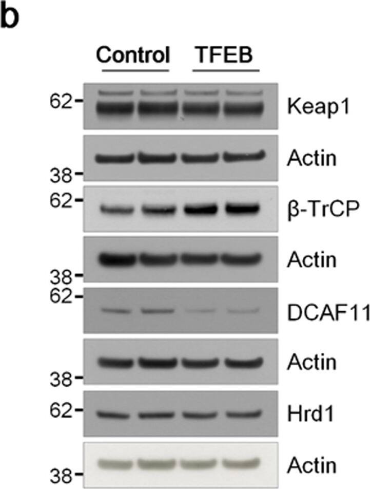 DCAF11 Antibodies: Novus Biologicals