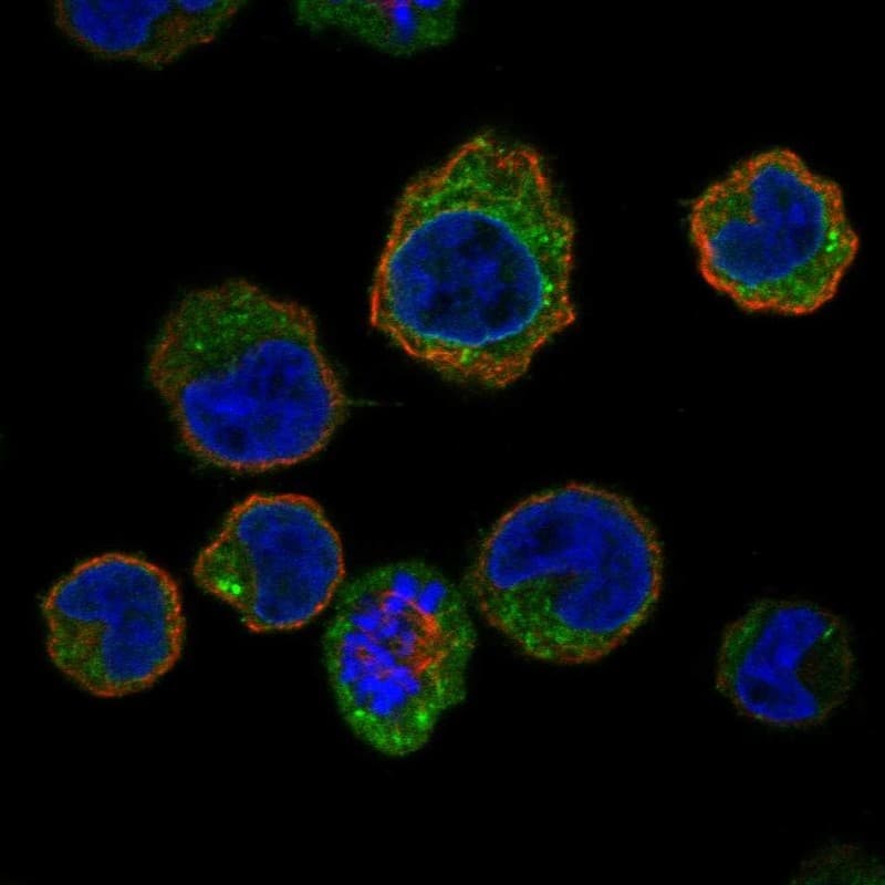 MARCH1 Antibody (NBP3-24968): Novus Biologicals