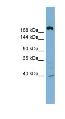 ABCC11 Antibody (NBP1-59810): Novus Biologicals