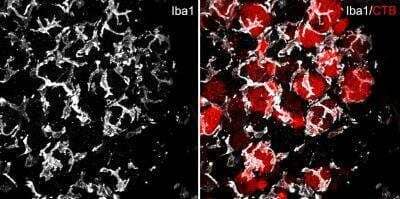 AIF-1/Iba1 Antibody (NB100-1028): Novus Biologicals