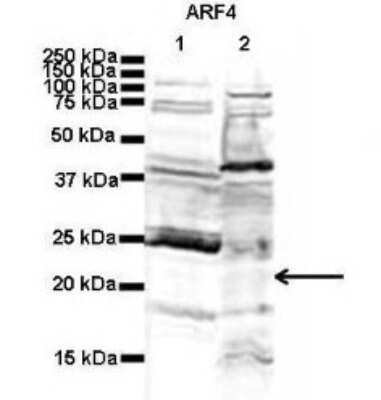 ARF4 Antibody (NBP1-79614): Novus Biologicals