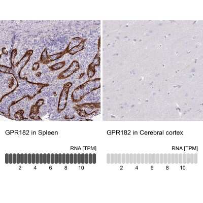 Adrenomedullin R/ADMR/GPR182 Antibody (NBP1-90231): Novus Biologicals