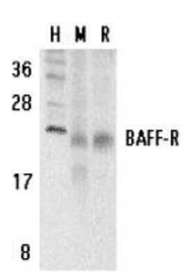 BAFFR/TNFRSF13C Antibody - BSA Free (NBP1-77234): Novus Biologicals
