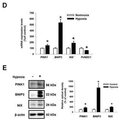 BNIP3L Antibody (NBP1-88558): Novus Biologicals