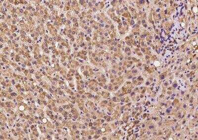 CHCHD10 Antibody (NBP3-05898): Novus Biologicals