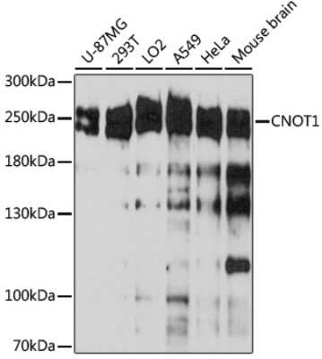 CNOT1 Antibody (NBP2-92464): Novus Biologicals