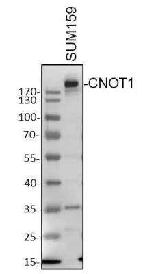 CNOT1 Antibody (NBP2-92464): Novus Biologicals