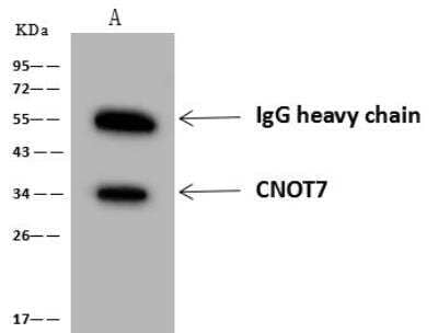 CNOT7 Antibody (NBP3-12705): Novus Biologicals