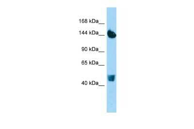 COL22A1 Antibody (NBP2-82731): Novus Biologicals