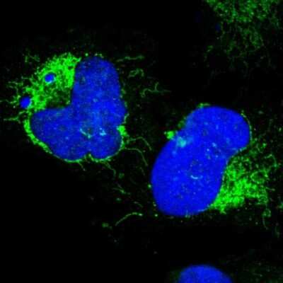 COX4 Antibody (NBP1-85498): Novus Biologicals