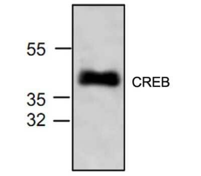 CREB Antibody (NBP1-45493): Novus Biologicals