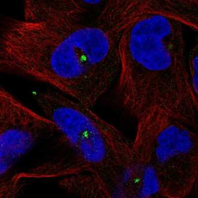 Centrin 3 Antibody (NBP2-56231): Novus Biologicals