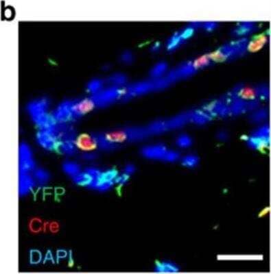 Cre Antibody - BSA Free (NB100-56133): Novus Biologicals