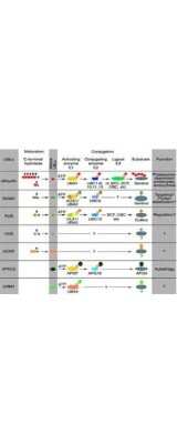 Cullin 5 Antibodies: Novus Biologicals
