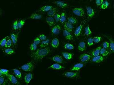 Cytochrome C Oxidase subunit 6c Antibodies: Novus Biologicals