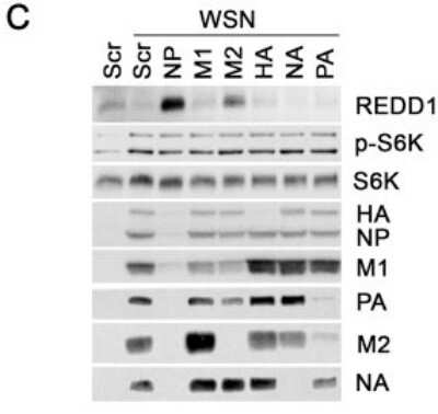 DDIT4 Antibody (NBP1-22966): Novus Biologicals
