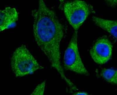 DOCK4 Antibody (NBP2-80420): Novus Biologicals