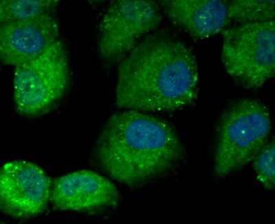 DOCK4 Antibody (NBP2-80420): Novus Biologicals